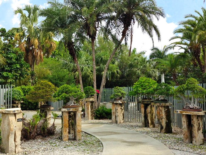 The bonsai collection path, where centuries of patience and artistry create a gallery of living sculptures.