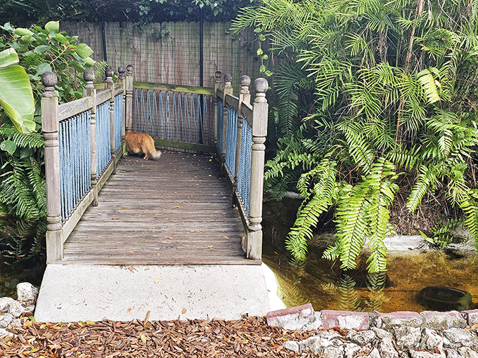 "Bridge security, state your business." This ginger sentinel patrols one of the garden's most picturesque spots, collecting toll in the form of gentle pets.