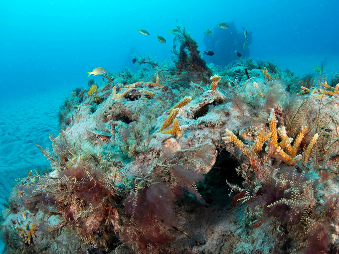 Nature's decorating team has been busy &ndash; vibrant coral and curious fish transform man-made structures into living masterpieces.