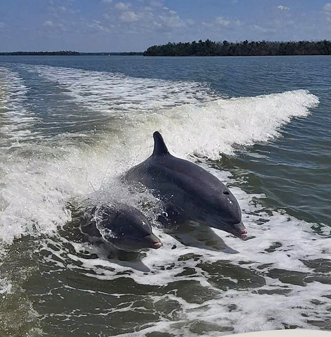 Nature's greatest showoffs – these dolphins didn't need years of training or fish rewards to perfect their synchronized swimming routine.