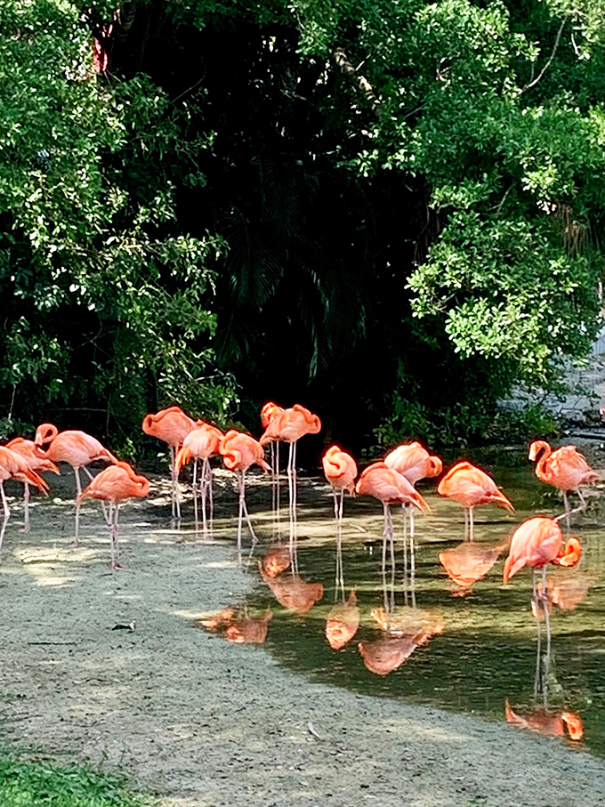 A flamboyance of flamingos creates a coral-colored masterpiece against the water, their reflections doubling the visual impact.