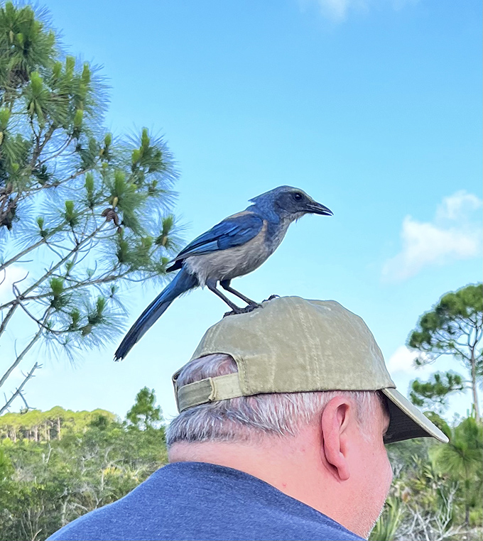 Florida's only endemic bird species shows off its bold personality, turning this man's cap into prime real estate.