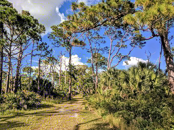 The forest canopy creates a natural sunshade, where dappled light plays across a path that whispers, "Slow down, you're in Florida now."
