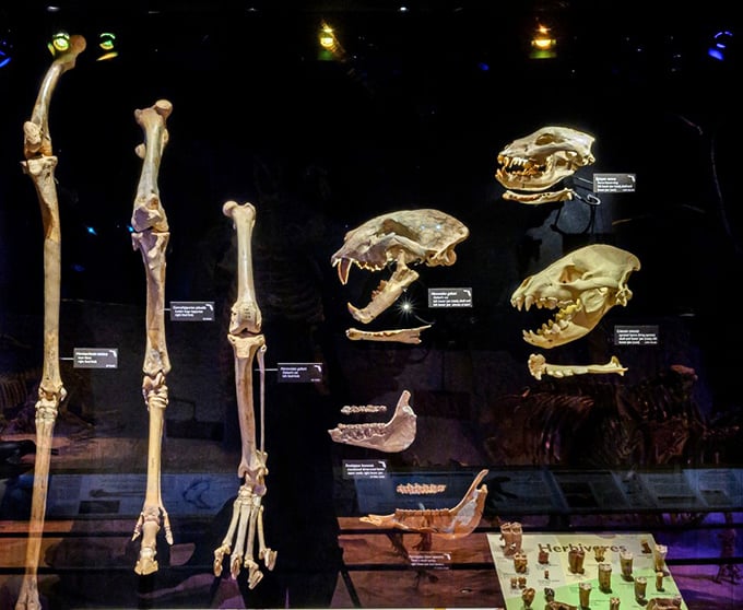 A fascinating glimpse into prehistoric anatomy, where ancient bones and teeth reveal evolutionary secrets about who ate whom in the prehistoric food chain.