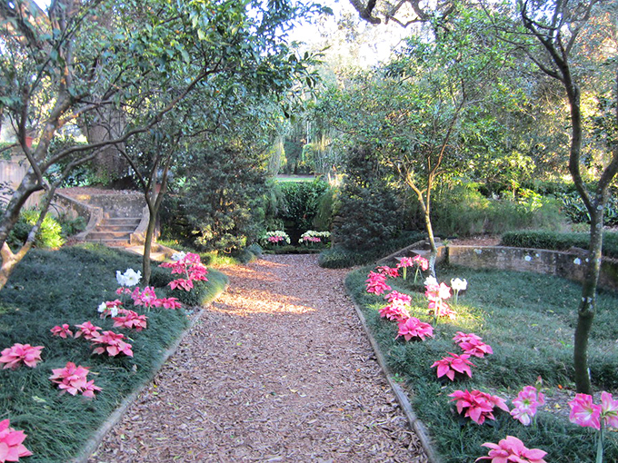 Poinsettias line this garden path like nature's red carpet, ready for your grand entrance through this horticultural theater.