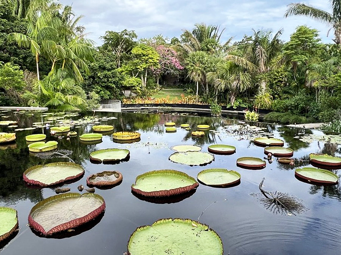 Giant lily pads float like nature's dinner plates &ndash; sturdy enough for frogs but probably not for your Thanksgiving turkey.