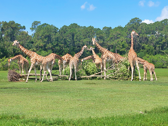 A tower of giraffes (yes, that's the actual term) creates living sculpture against the Florida sky &ndash; nature's masterpiece just minutes from water slides.