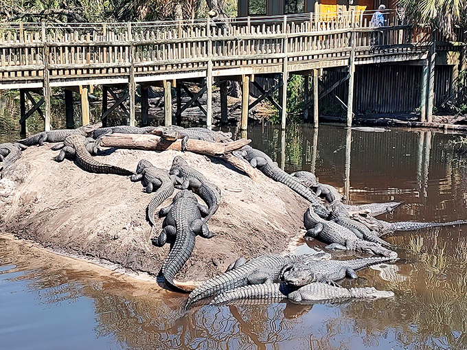 Sunbathing, reptile style! This prehistoric pile-up showcases alligators doing what they do best &ndash; lounging dramatically while silently plotting world domination.