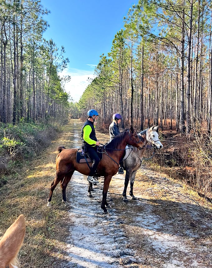 Horseback riding through Belmore – experiencing Florida's wilderness the way explorers did centuries ago, minus the mosquito-borne diseases.