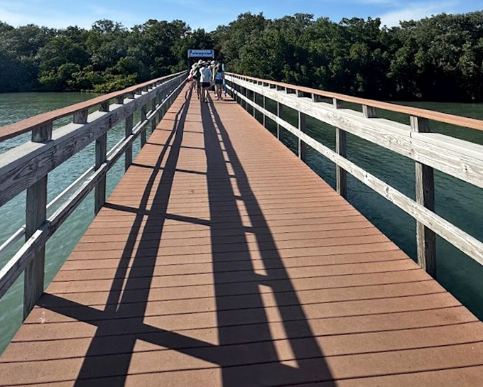 The boardwalk stretches toward adventure like a wooden welcome mat, inviting you into Caladesi's embrace while keeping your shoes sand-free.
