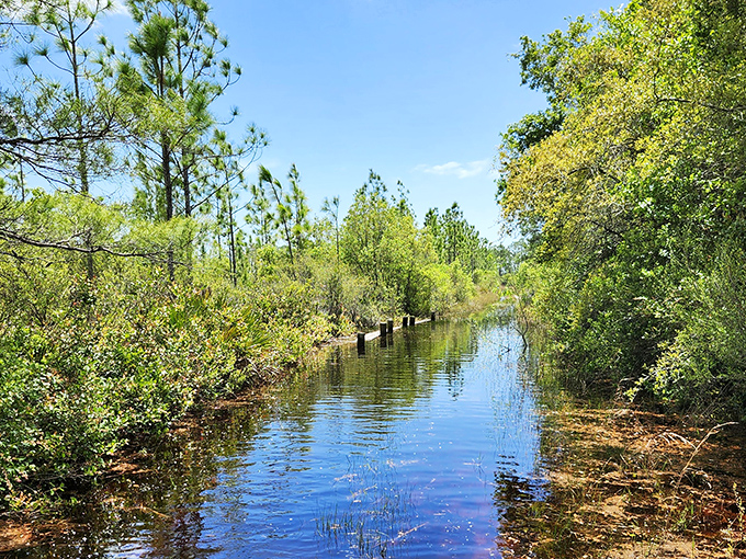 Sunlight dapples through pine sentinels, creating a golden pathway on waters that have flowed undisturbed for centuries.