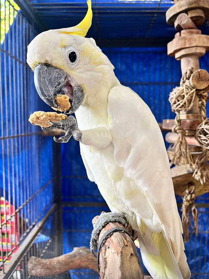 "Is this my good side?" This sulphur-crested cockatoo pauses mid-snack to pose, showing off the impressive crest that makes these birds nature's punk rockers.