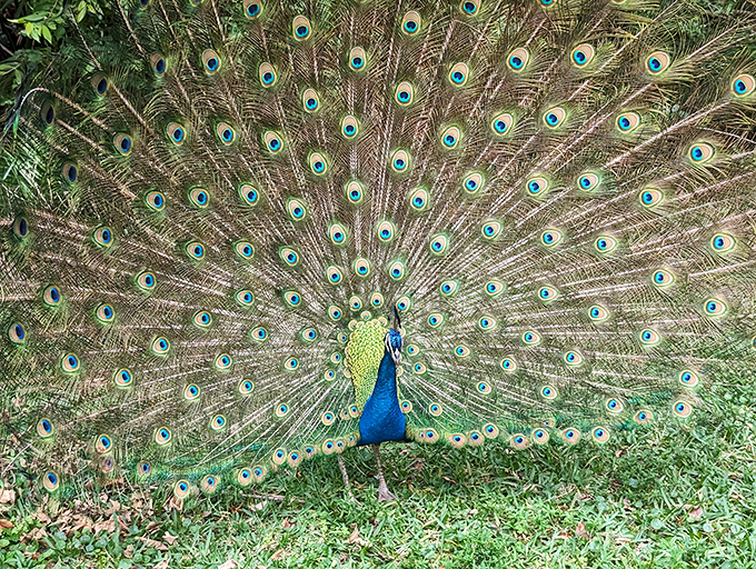 A magnificent peacock displays its iridescent plumage, a living reminder of the park's history as descendants of the original zoo population continue to call this place home.