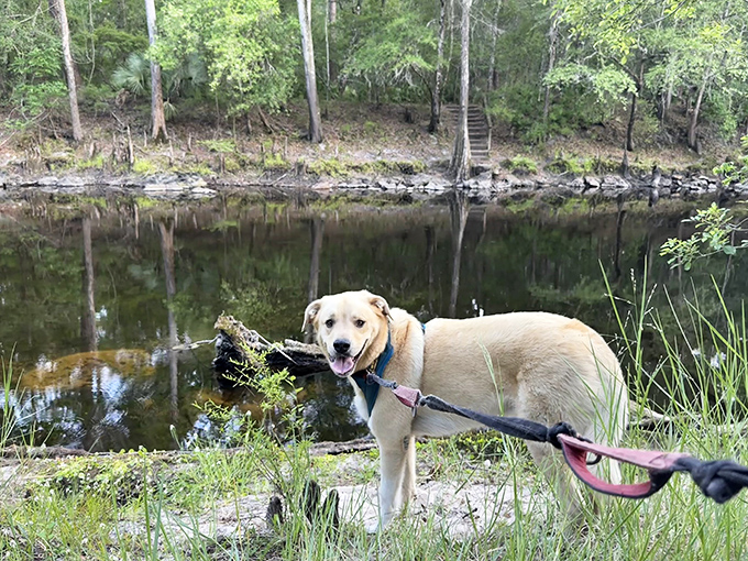 Four-legged explorers welcome! This happy pup demonstrates why O'Leno ranks high on the canine vacation destination list.