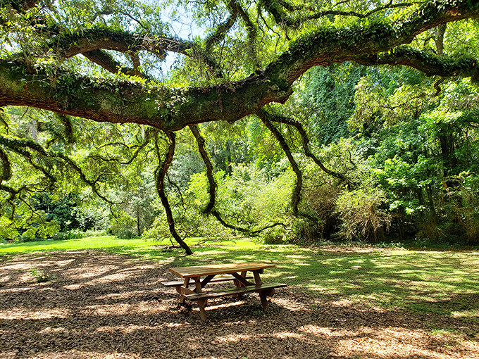 Dappled sanctuary: Sunlight filters through ancient branches, creating the perfect picnic spot where time seems to slow down.