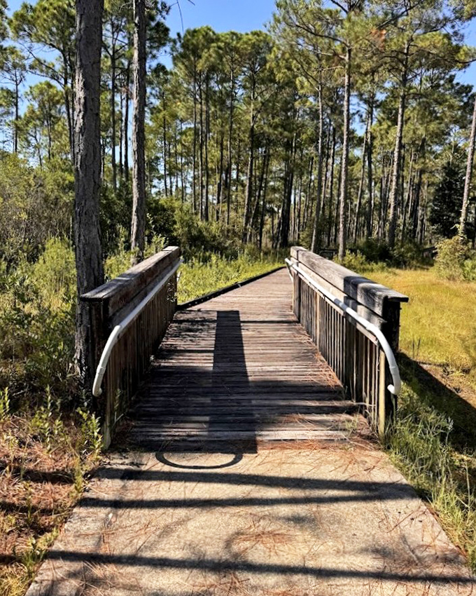 This raised wooden bridge offers front-row seats to Florida's botanical theater, where pitcher plants perform their slow-motion hunts daily.
