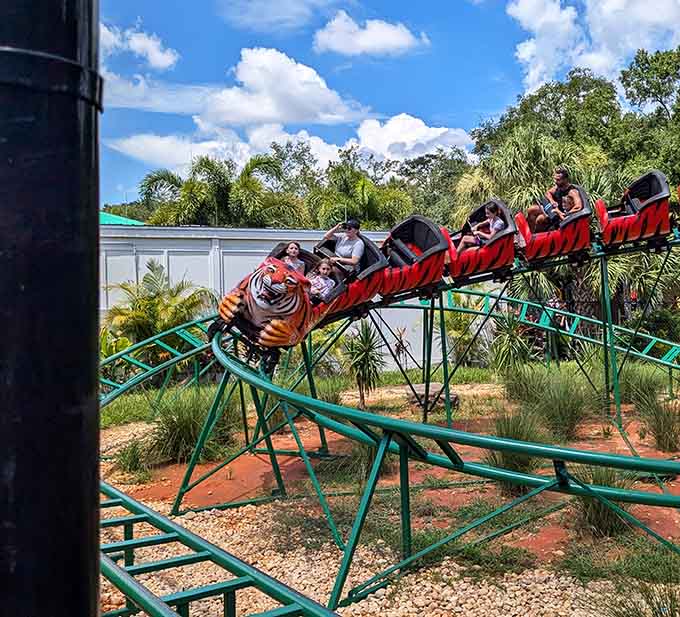 This roller coaster ride proves that ZooTampa takes its amusement park credentials seriously, delivering thrills that rival any dedicated theme park.