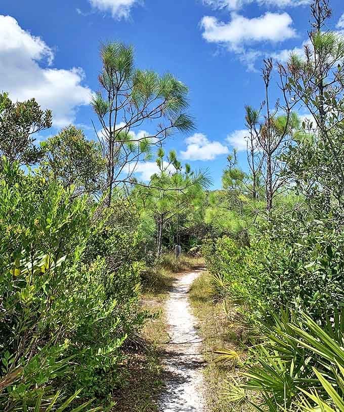 Nature's own meditation path winds through coastal vegetation, inviting visitors to slow down and notice the smaller wonders.