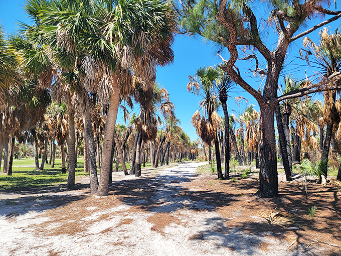 A sandy path cuts through a palm forest, leading hikers through a landscape that feels more Caribbean than Florida theme park.