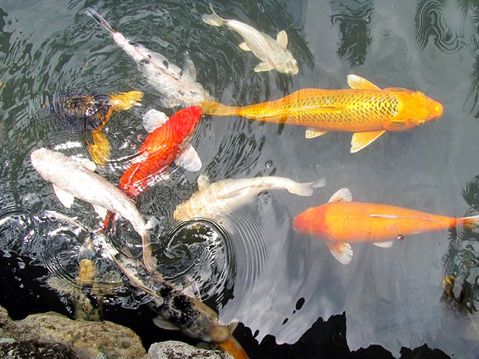 These aquatic residents live better than most of us &ndash; gliding through their reflecting pool home with the unhurried grace of creatures who know they've got prime real estate.