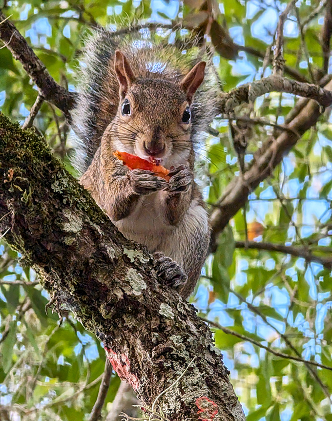Well, hello, little gourmet! This adorable squirrel is having his own picnic in the trees, enjoying a colorful, crispy snack with great focus.