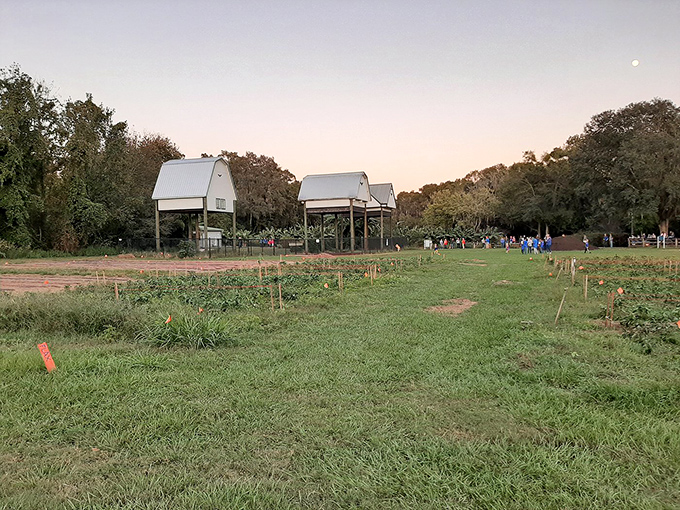Golden hour transforms the bat houses into silhouettes, setting the stage for the evening exodus that draws crowds year-round.