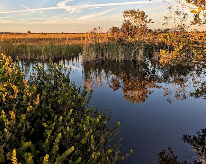 Mirror-like waters create perfect reflections, doubling the beauty of this tranquil swampland scene at golden hour.