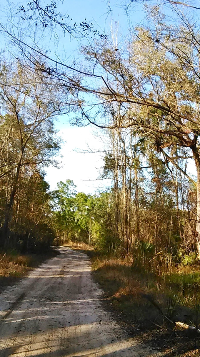Sandy trails wind through natural Florida scrubland, offering hikers and explorers glimpses of the state as it existed centuries ago.