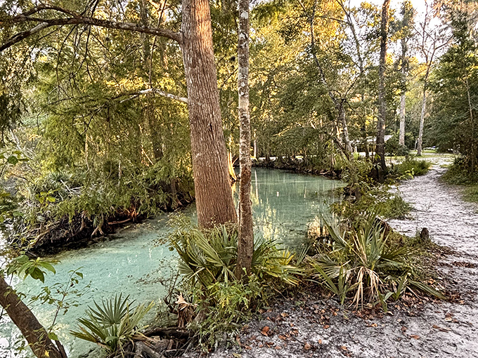 Nature's pathway: A serene trail winds through the park, offering hikers a front-row seat to Florida's diverse ecosystem.