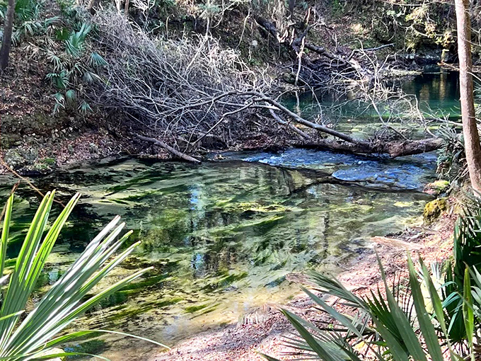 Tree branches frame this geological oddity where a river completes its entire journey in less time than your morning commute.