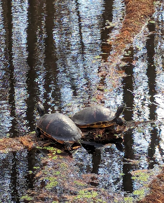 Turtles sunbathing like two retirees who found the perfect spot at the pool and aren't moving until dinner.