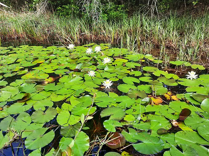 Water lilies create a floating masterpiece, proving that Mother Nature was the original installation artist long before museums existed.