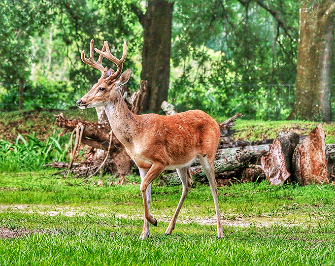 Florida's elegant white-tailed deer pauses mid-stride, a living sculpture against the verdant backdrop of its ancient forest home.