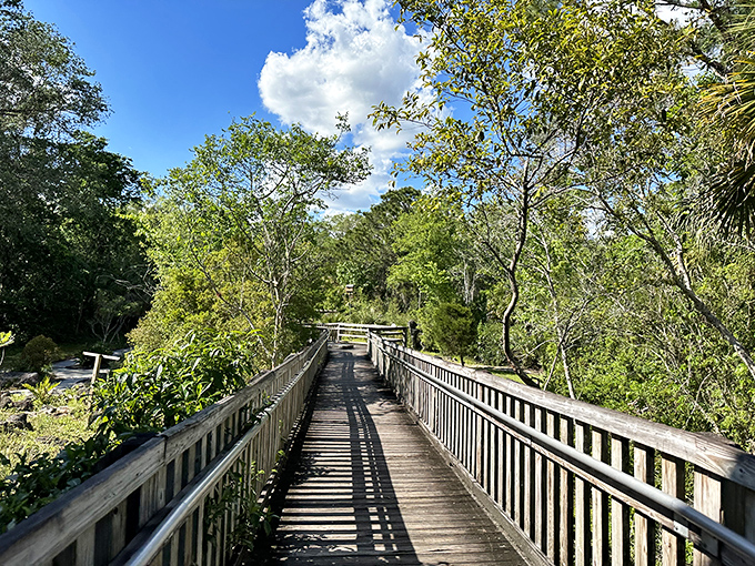 This wooden boardwalk offers premium seating for nature's daily performance &ndash; no tickets required, standing ovations welcome.