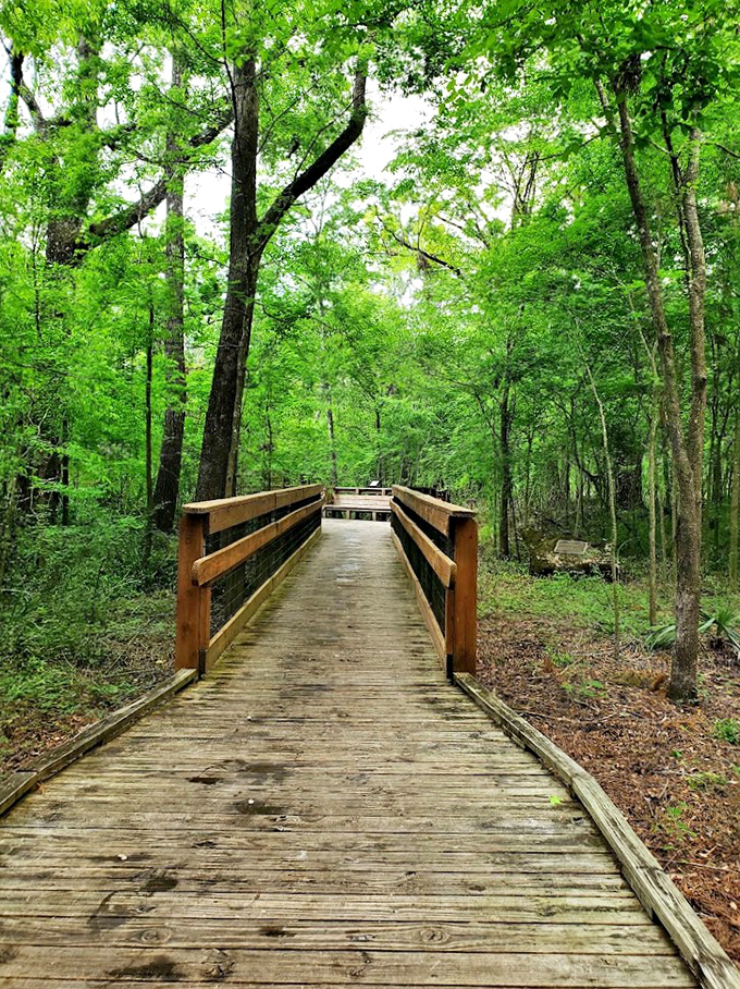 This wooden boardwalk invites visitors into a verdant cathedral of Florida greenery, where adventure awaits around every corner.
