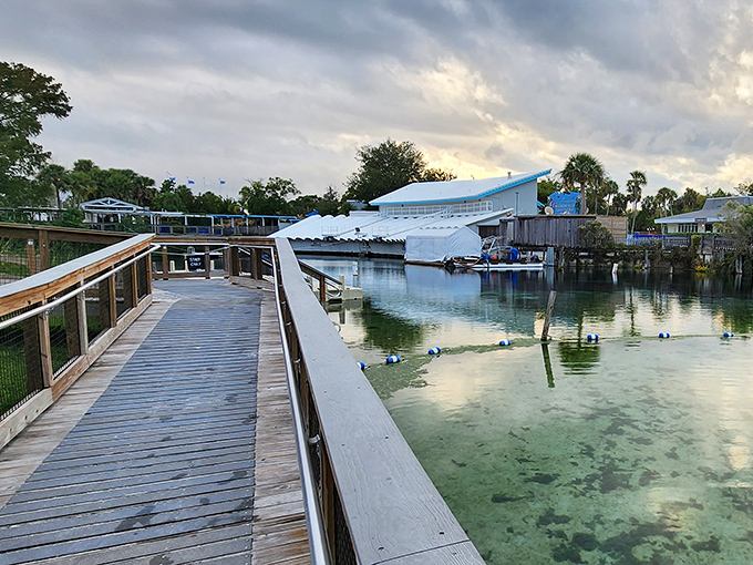 The wooden boardwalk guides visitors through a watery wonderland, offering views that no smartphone camera can truly capture.