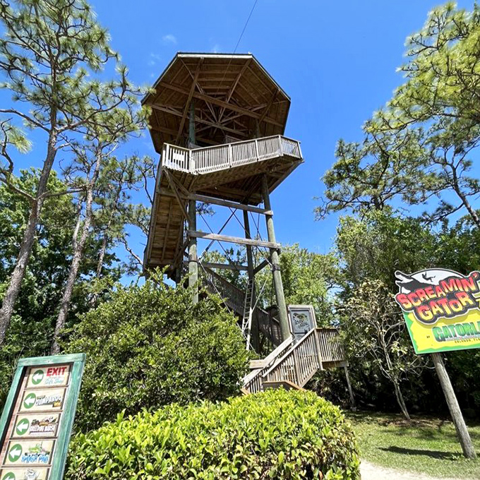 Towering above the treetops, this observation platform promises both breathtaking views and the stomach-dropping realization that you're about to soar over alligators.