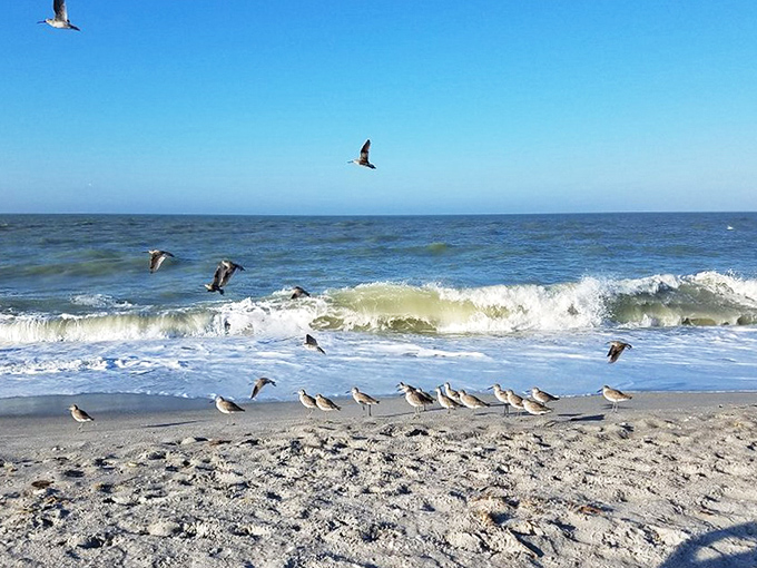Look at this crew! These little shorebirds are giving a spirited performance with the waves&mdash;a tiny, feathery Broadway show right here on the sand.