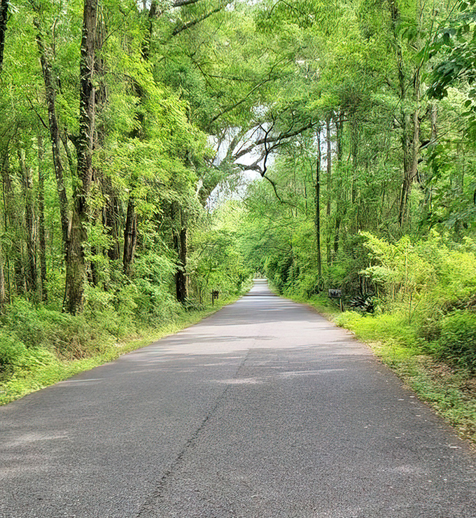 Chaires Cross Road demonstrates why Tallahassee is famous for its canopy roads, with massive oaks creating a complete green tunnel year-round.