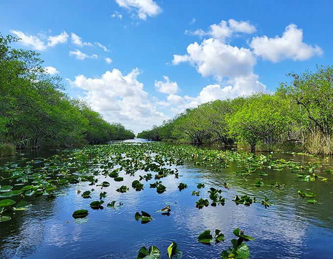 The Everglades' famous "River of Grass" stretches to the horizon under a brilliant blue sky. Water lilies dot the surface like natural decorations.