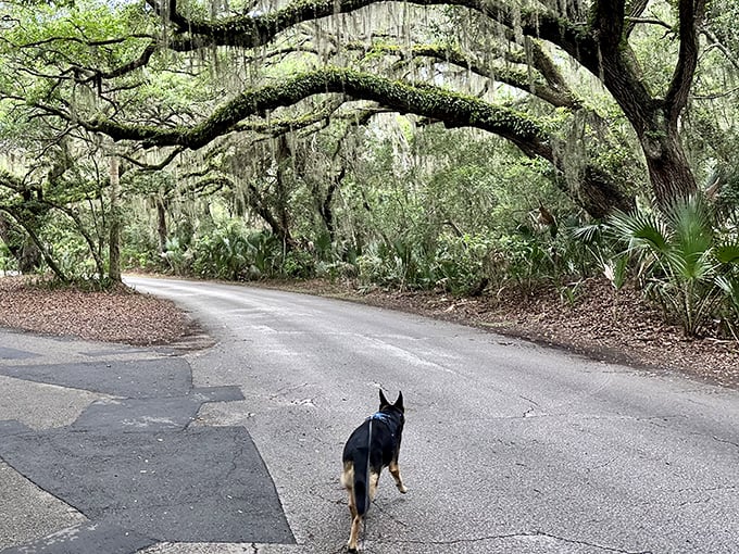 Dog enjoying the historic tree-lined entrance road at Fort Clinch State Park, where Spanish moss creates a magical canopy for morning walks.