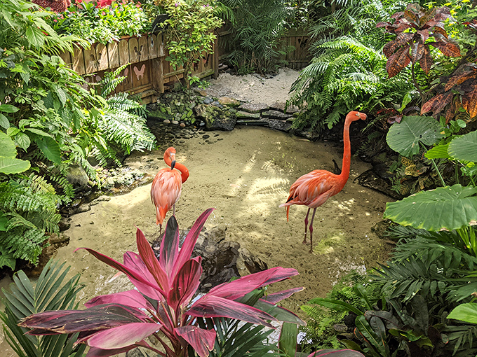 The Key West Butterfly and Nature Conservatory creates a magical environment where flamingos wander freely among tropical plants and colorful butterflies.