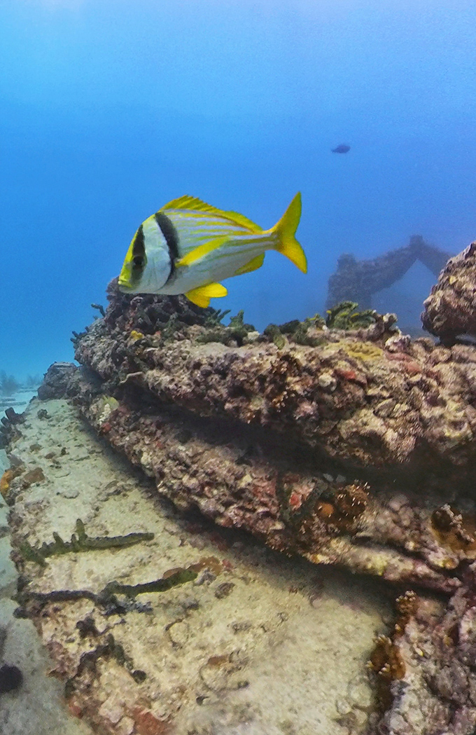 Beneath the waves, tropical fish find sanctuary among Neptune Memorial Reef's underwater sculptures, creating a living, evolving art installation.