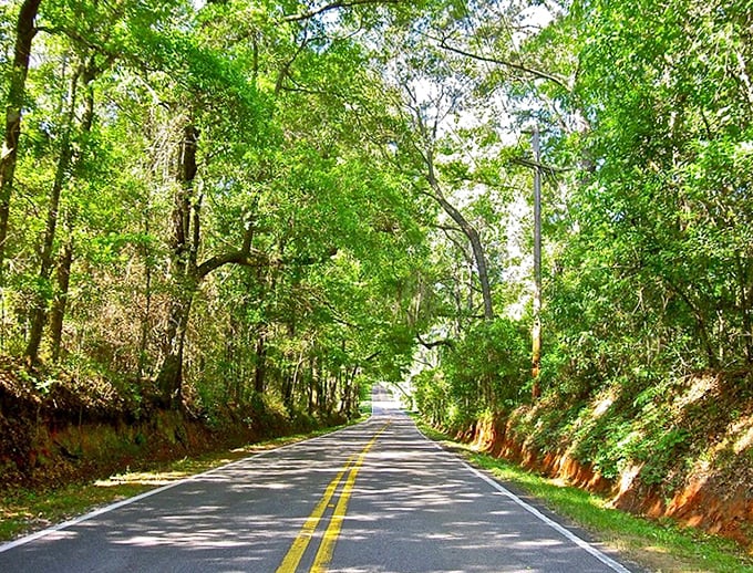Dappled sunlight dancing on the pavement like nature's own disco ball &ndash; groovy, peaceful, and absolutely free to enjoy.