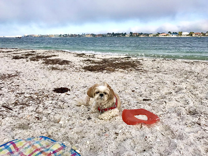 A small dog guards its red frisbee on St. Pete Beach's shell-strewn shore, looking like it's posing for the cover of "Florida Dog Monthly."