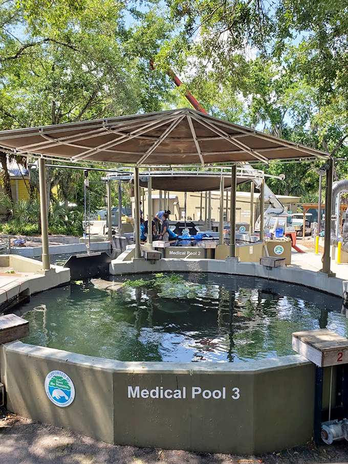 ZooTampa's rehabilitation facilities showcase important conservation work with injured marine animals.