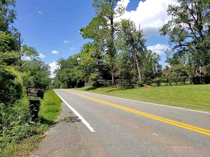 Trees arch gracefully over Chaires Cross Road, creating such deep, cool shade that it feels like twilight even at midday.