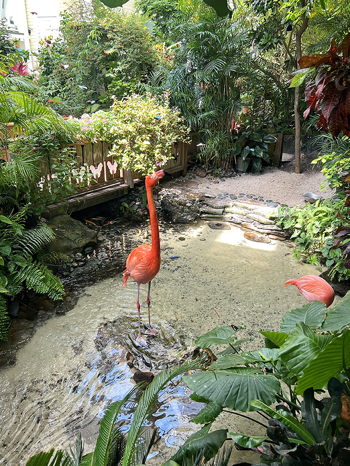 Flamingos add a splash of vibrant pink to the already colorful surroundings of this unique Key West attraction.