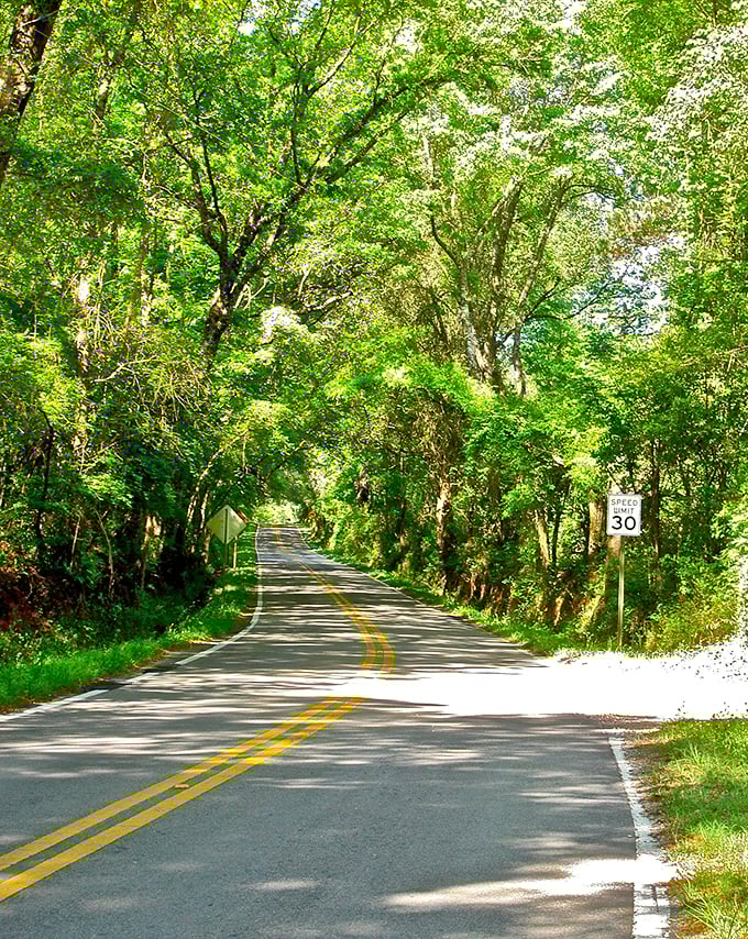 The speed limit says 30, but your soul says slow down even more to savor this green masterpiece overhead.