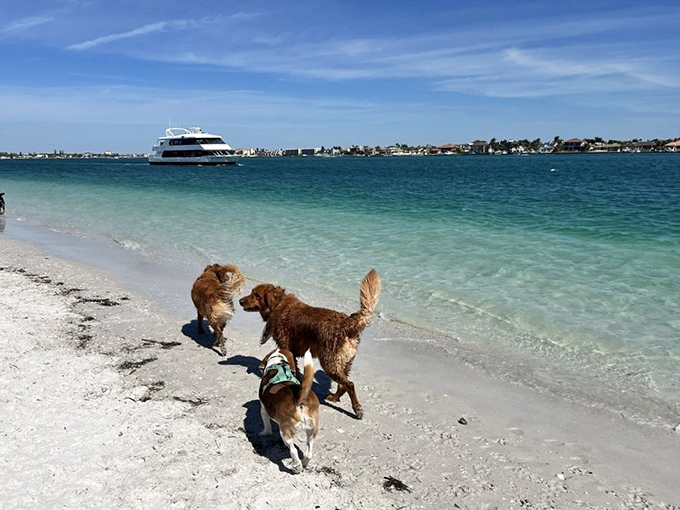 Dogs making new friends at St. Pete Beach, creating the kind of social network that doesn't require passwords or profile pictures.